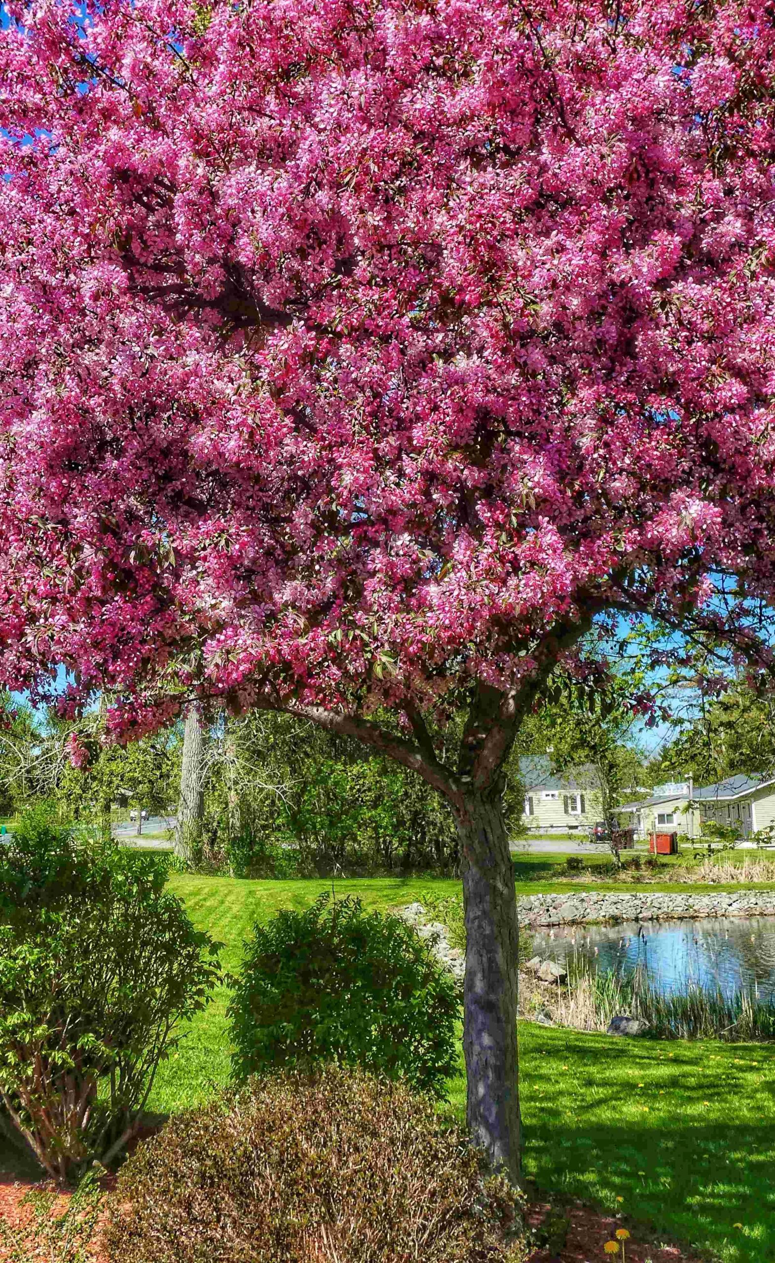 10 Best Trees for Front Yard – Suit All Landscaping Garden Style ...