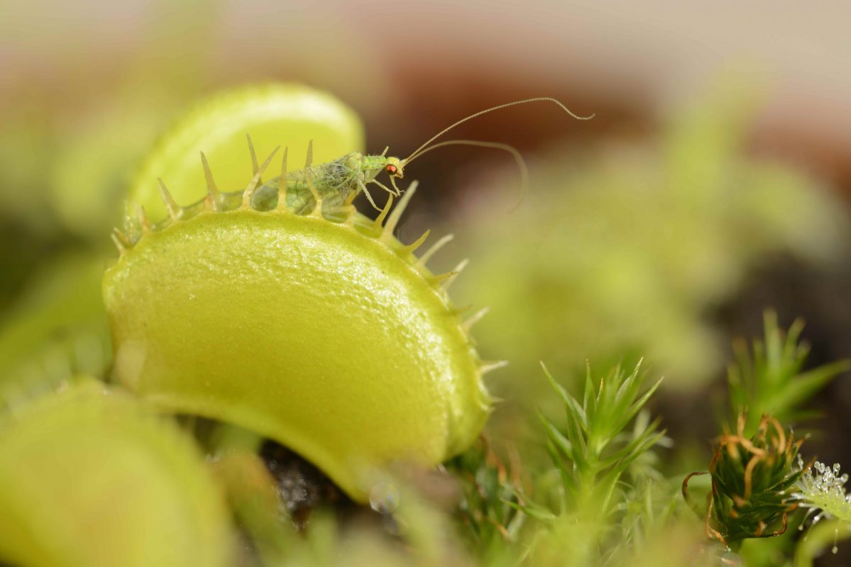Venus Fly Trap Care: A Complete Guide to Keep It Survive