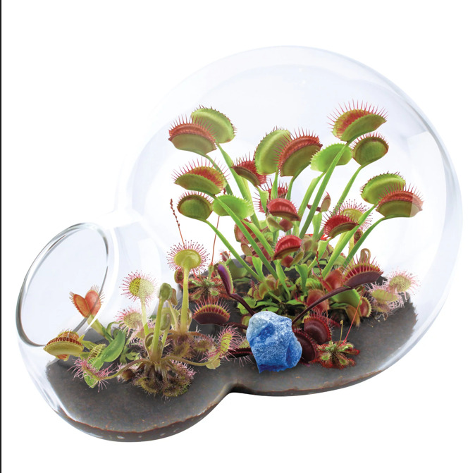 Venus Fly Trap Care: A Complete Guide to Keep It Survive – GREEN ARBOR ...