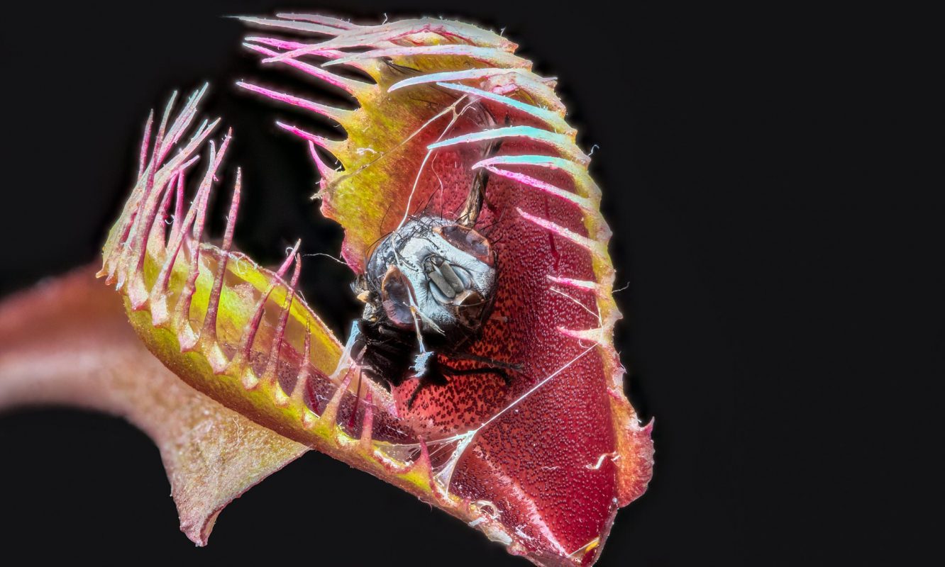 Venus Fly Trap Care: A Complete Guide to Keep It Survive